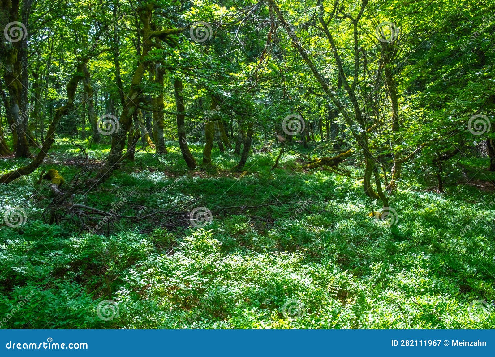 Scenic Forest in the Vosque Stock Image - Image of scenic, forest ...