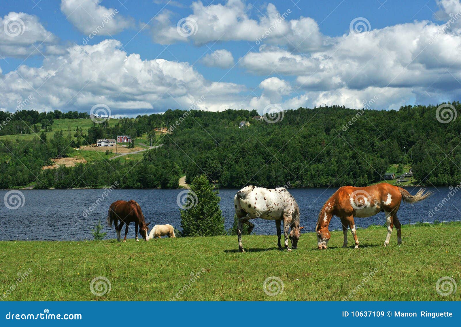 Scenic Horse Farm stock image. Image of mountain, bothersome - 10637109