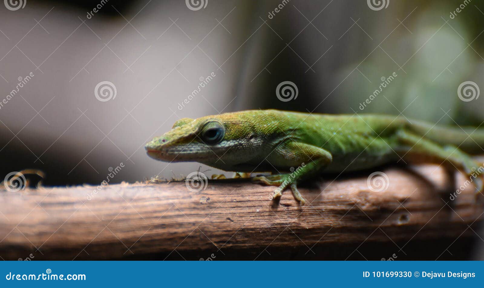 Scenic Image of a Red Throated Lizard Stock Photo - Image of animal ...