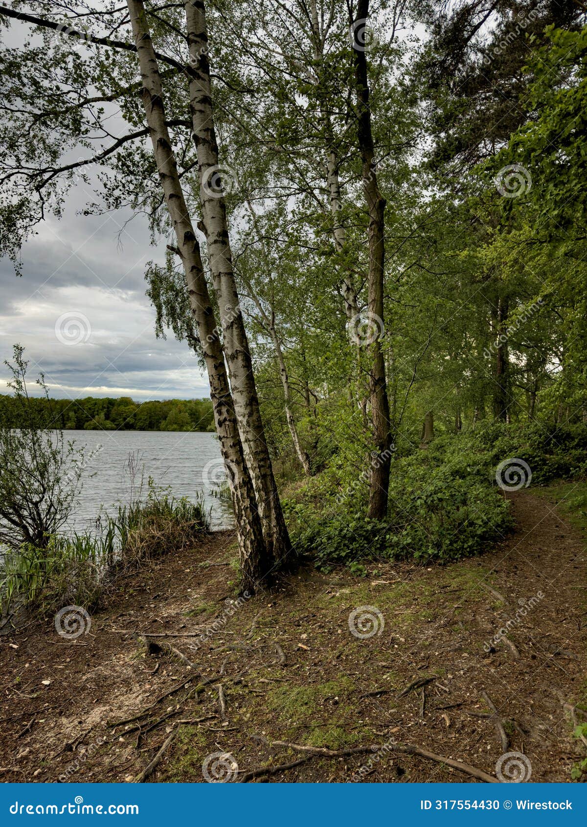 Scenic Lake with Lush Greenery and Trees Stock Photo - Image of ...