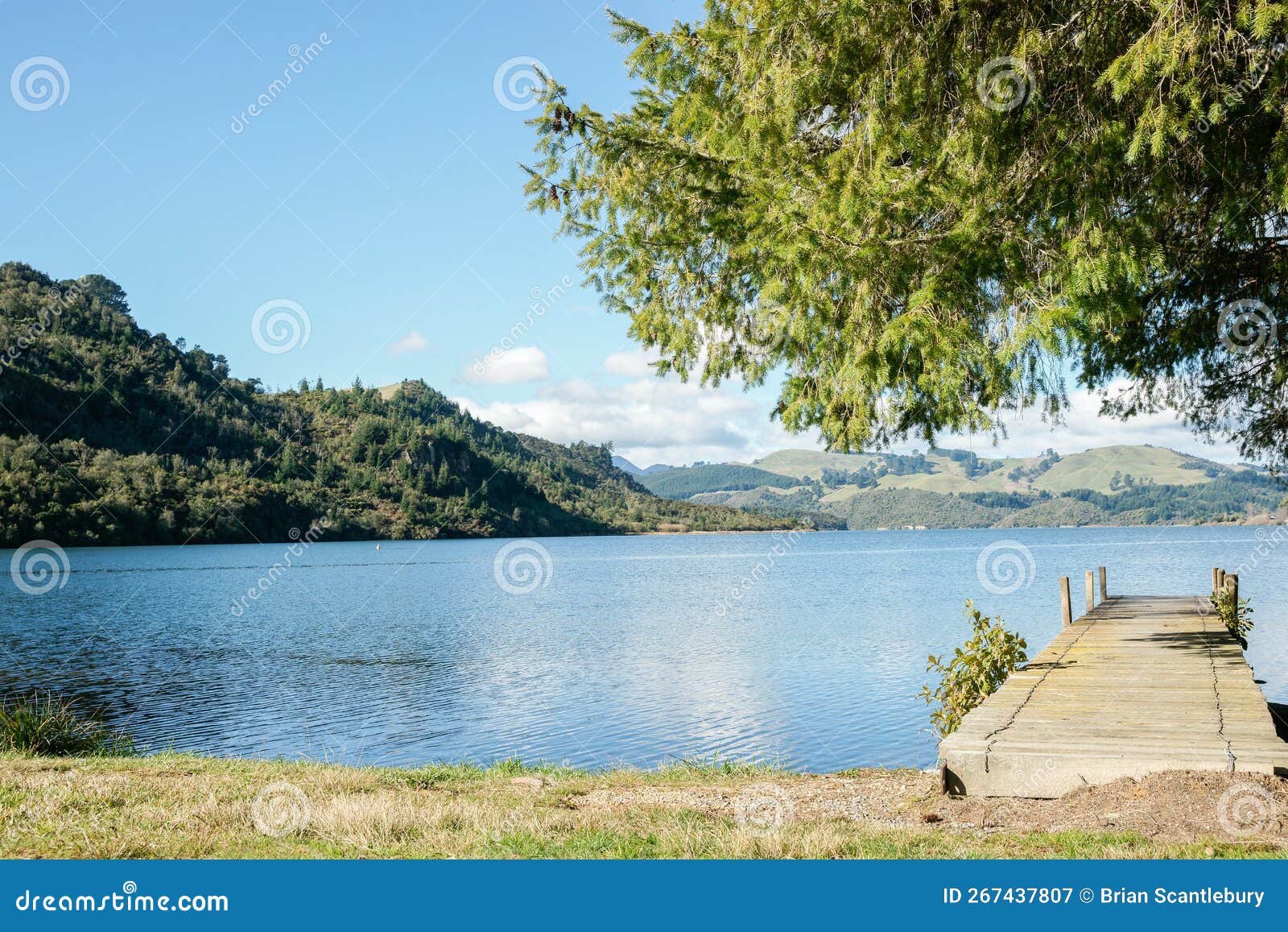 Scenic Lake with Tree Arching Over Jetty Stock Image - Image of water ...