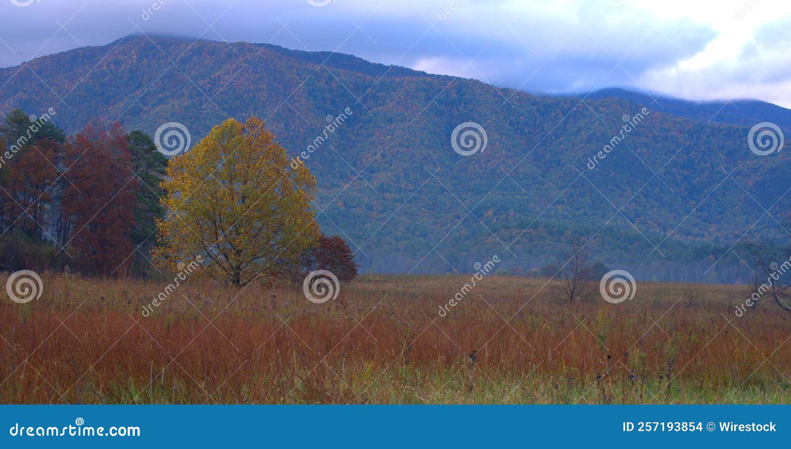 Scenic landscape in autumn stock photo. Image of forest - 257193854