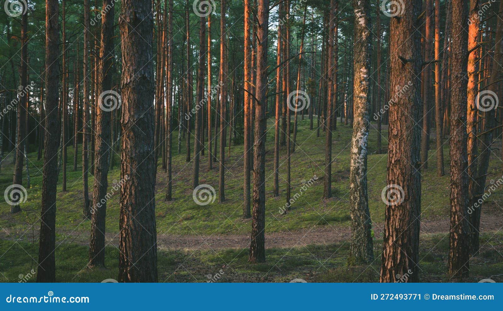 Scenic Landscape of Coniferous Forest. Sunset Light on Trees. Beautiful ...