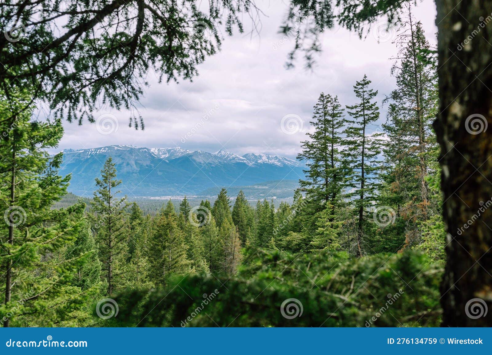 Scenic Landscape Featuring a Cluster of Trees Amidst a Vast Wilderness ...