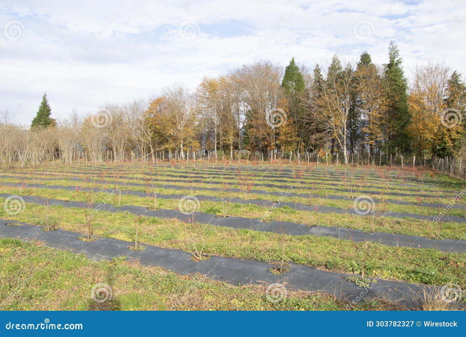 Scenic Landscape Featuring a Field with Numerous Tall Trees in the ...
