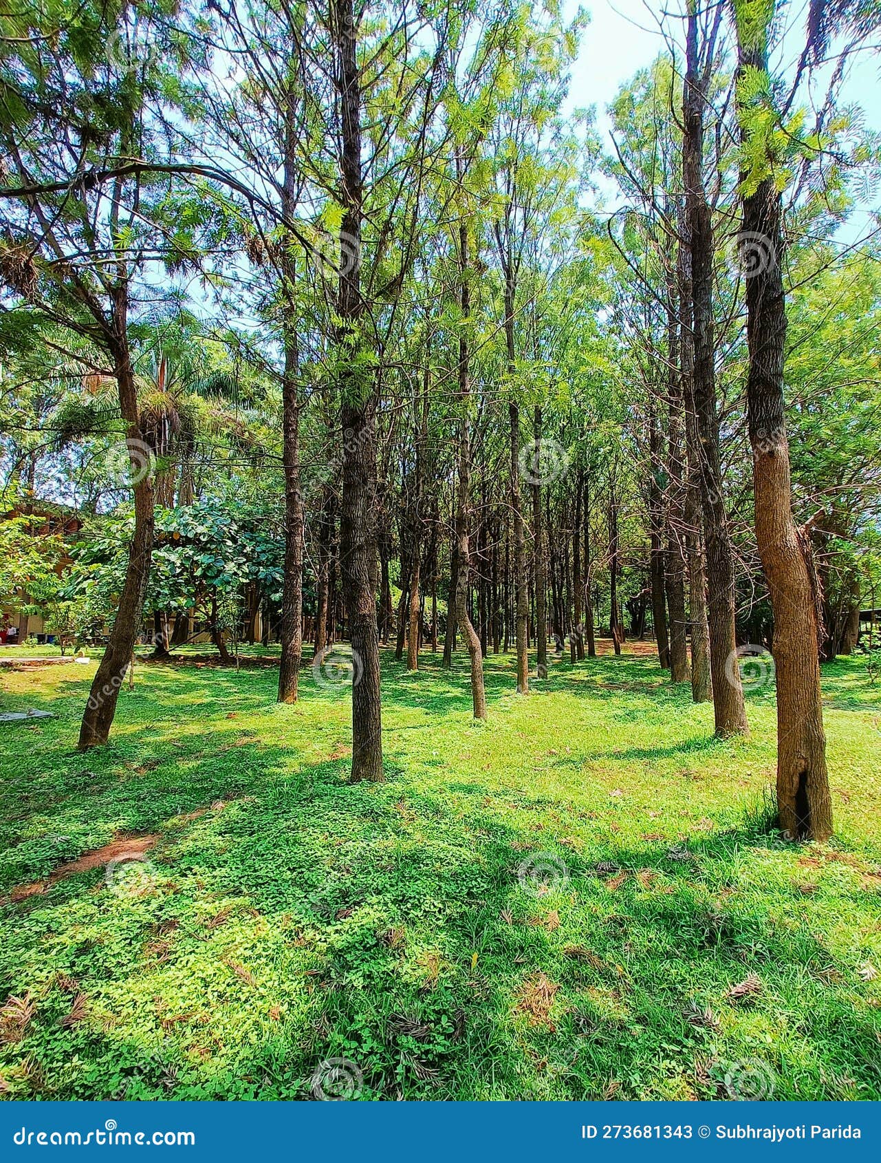 A Scenic Landscape with Green Lawn and Tall Trees. Stock Image - Image ...