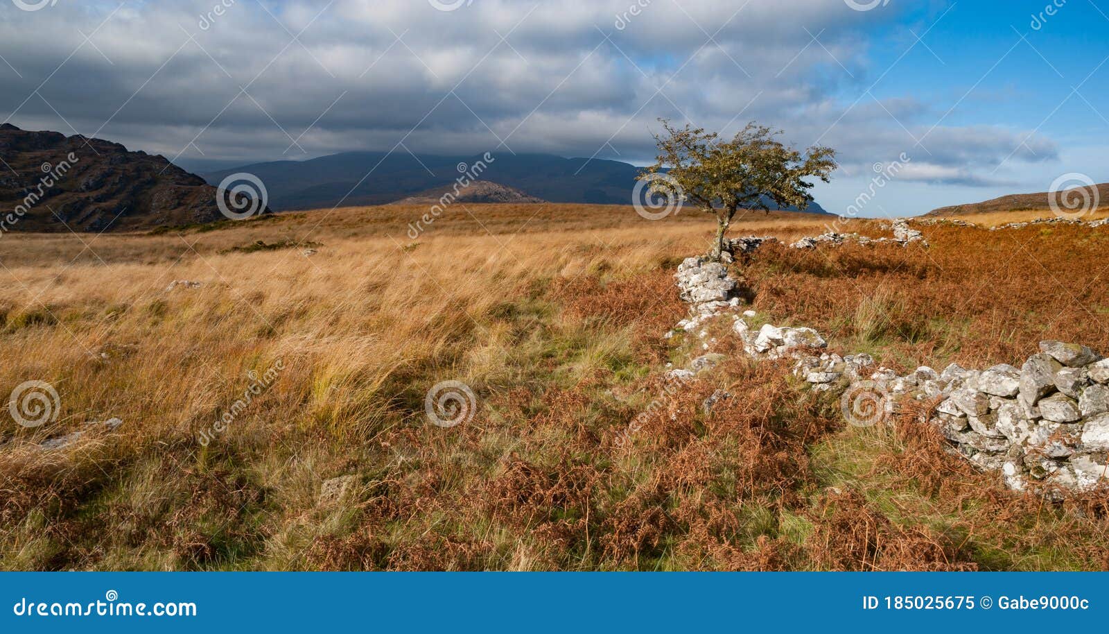 Scenic Landscape of Killarney National Park Stock Image - Image of park ...