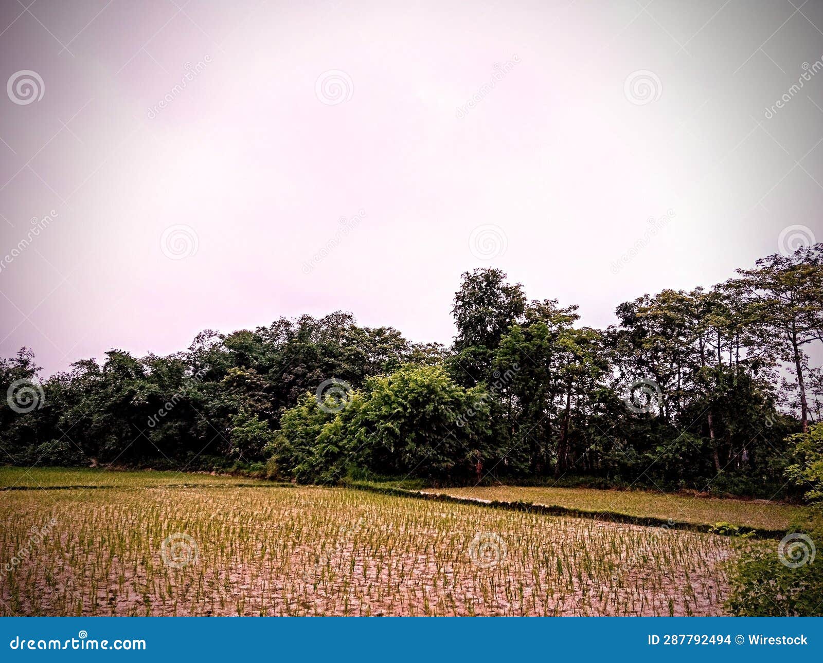 Scenic Landscape of a Lush Green Field Dotted with Trees Stock Photo ...