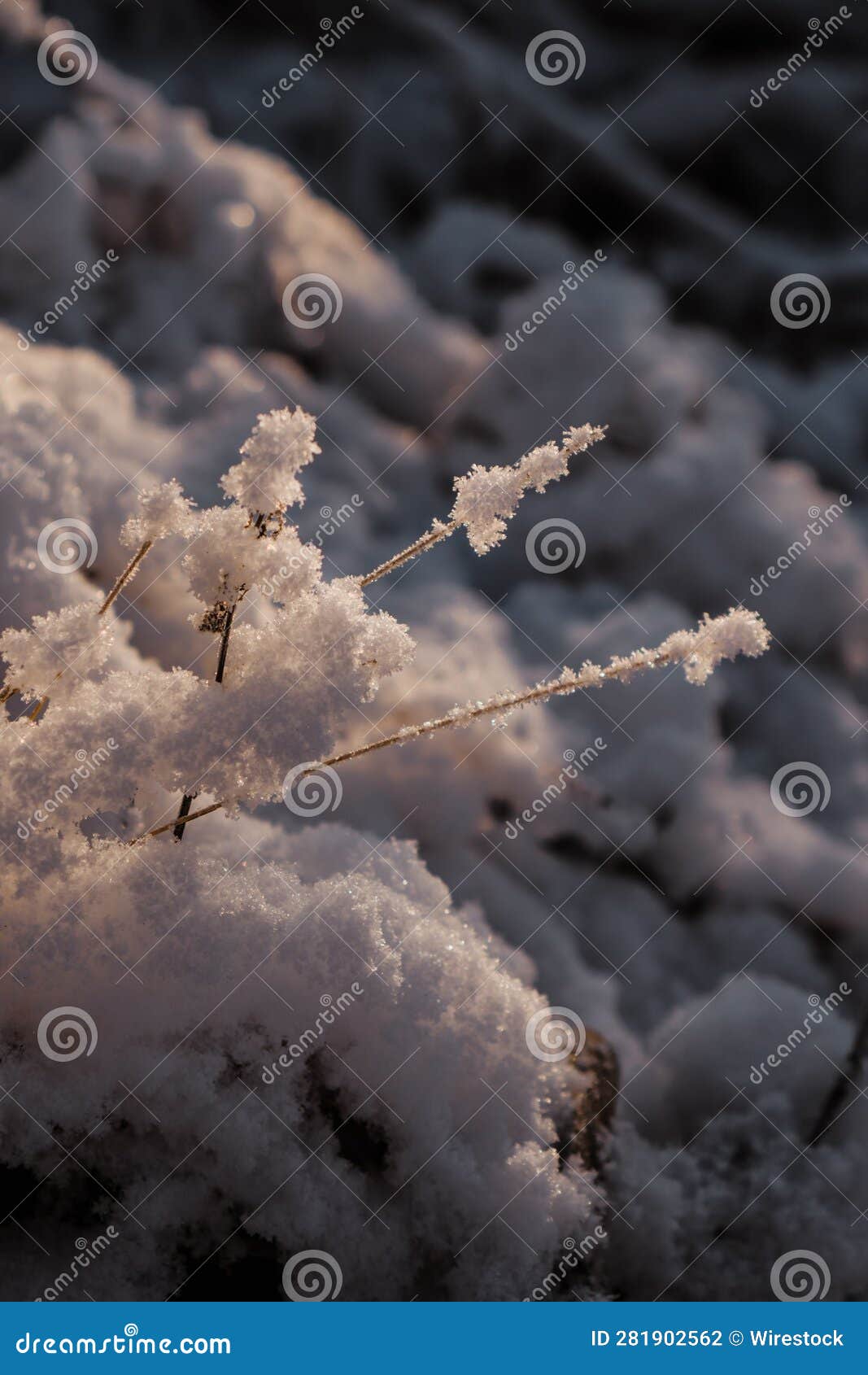 Scenic Landscape of Tall Snow-covered Plants Against a Backdrop of a ...