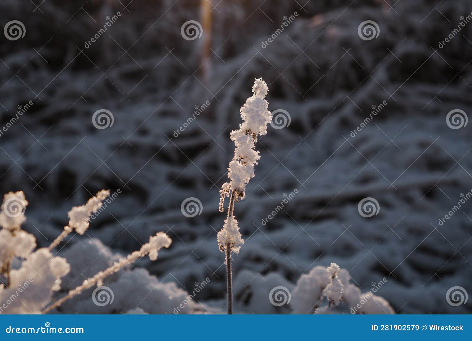 Scenic Landscape of Tall Snow-covered Plants Against a Backdrop of a ...