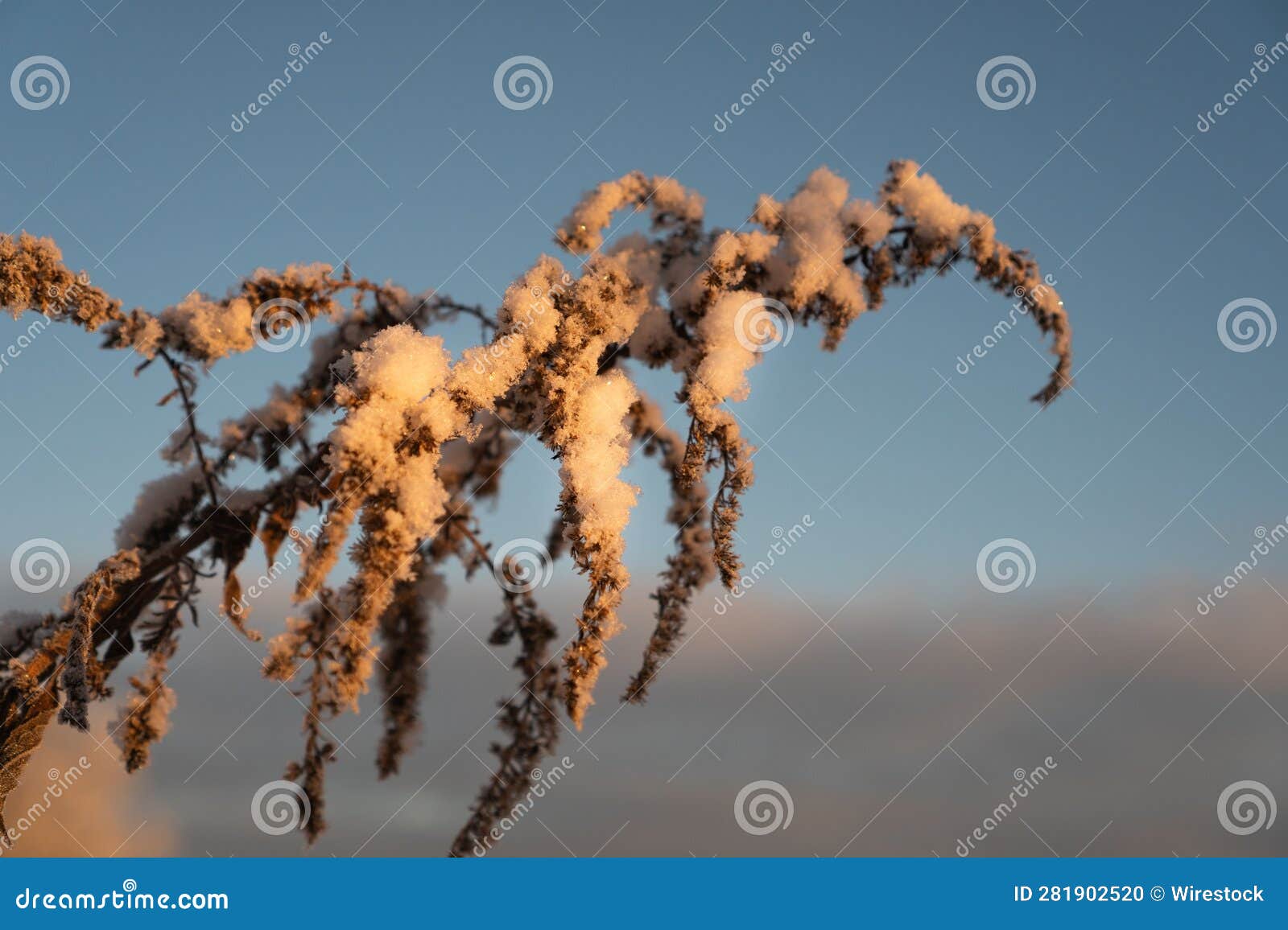Scenic Landscape of Tall Snow-covered Trees Against a Backdrop of a ...