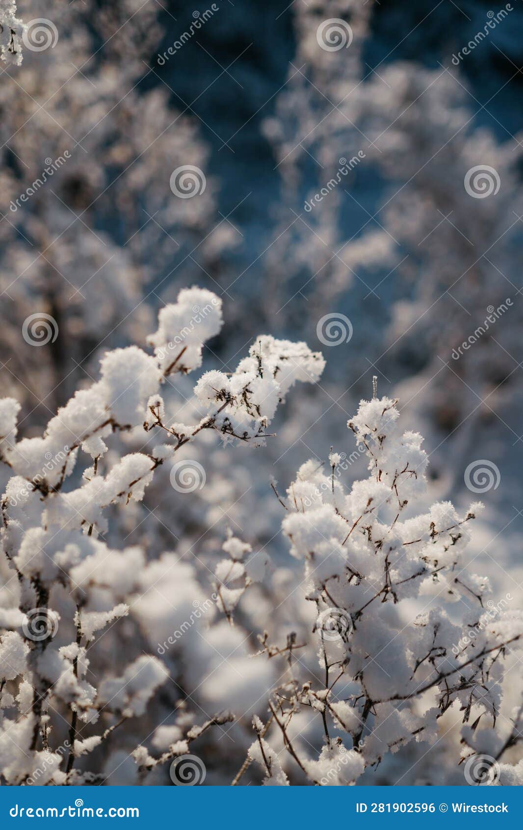 Scenic Landscape of Tall Snow-covered Trees Against a Backdrop of a ...