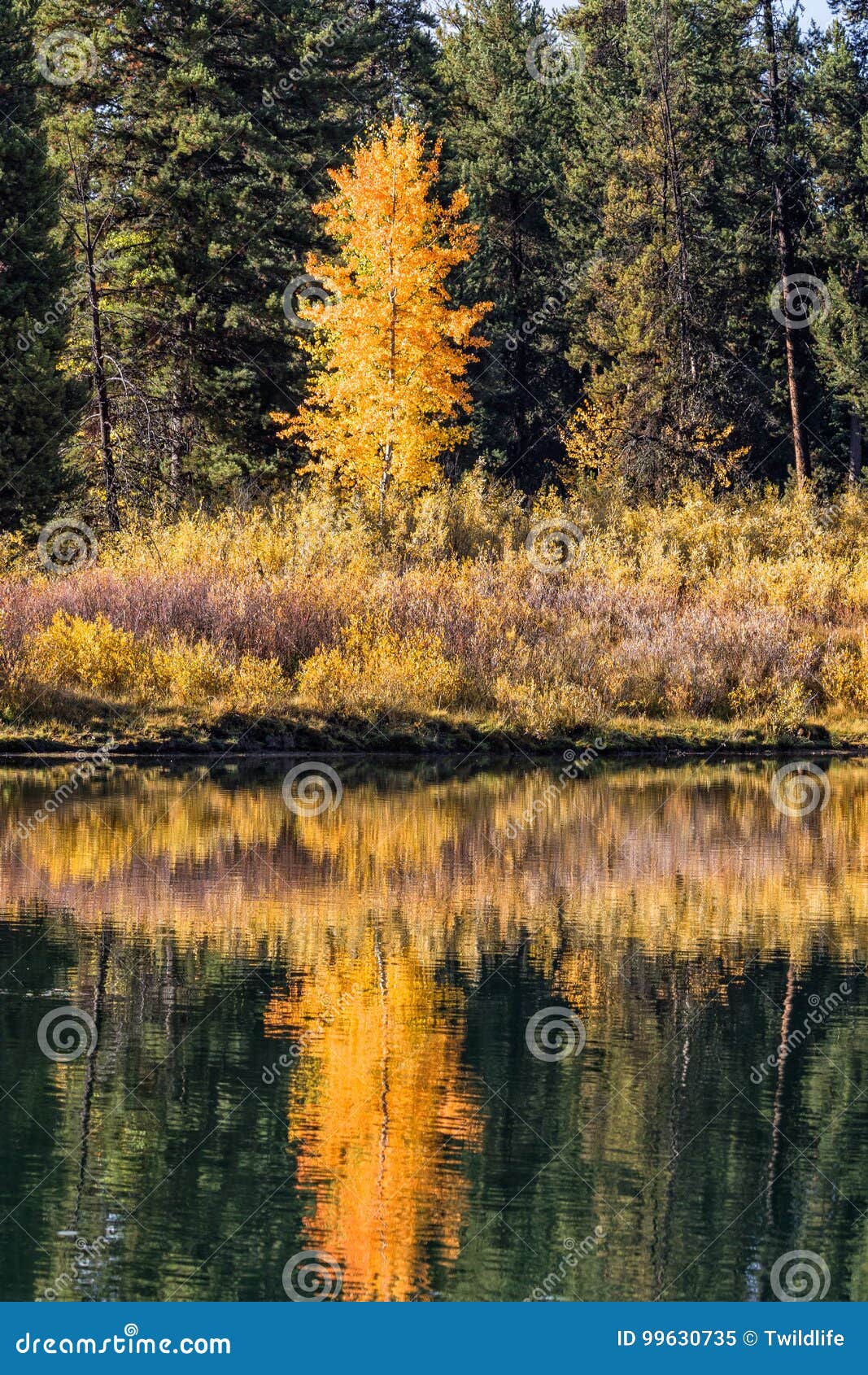 Autumn Reflection stock image. Image of nature, outdoors - 99630735