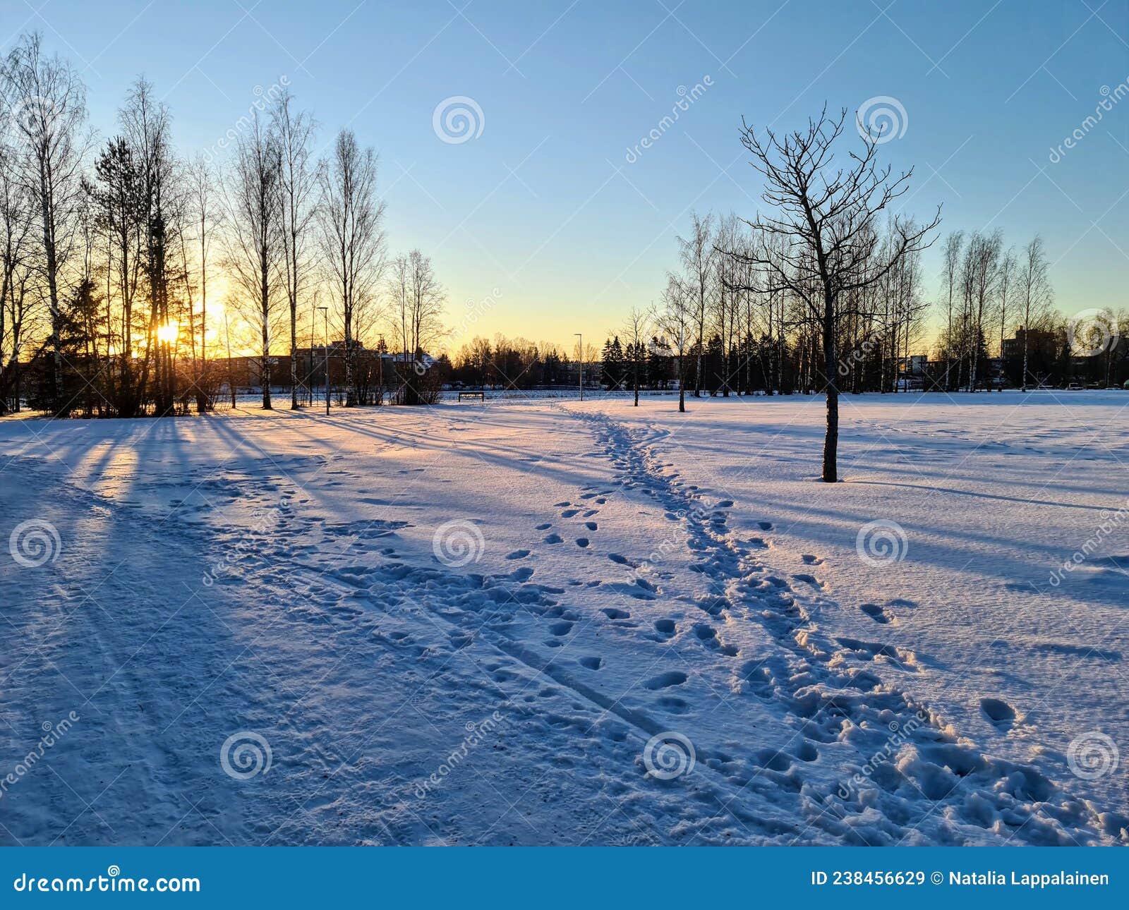 Scenic Landscape with Trees Footprint and Sunset in the Background ...