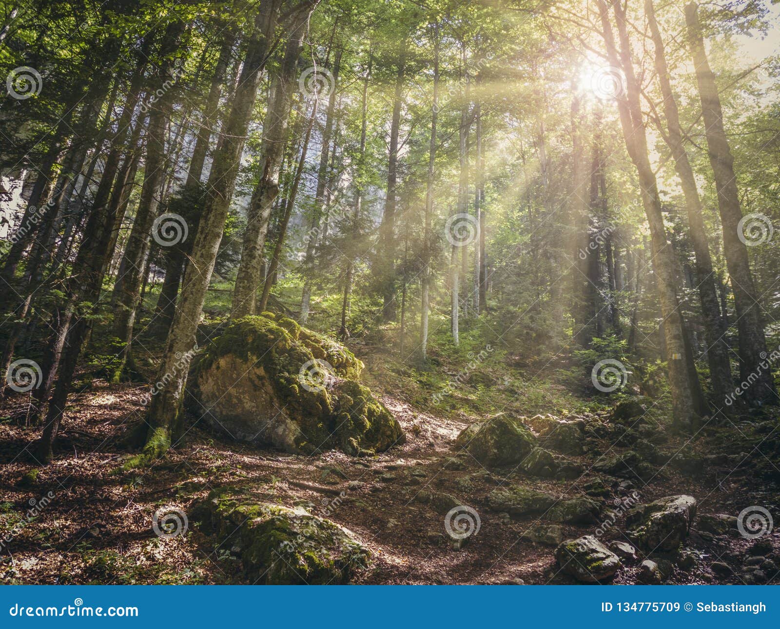 Sunrays in the forest stock image. Image of bright, natural - 134775709