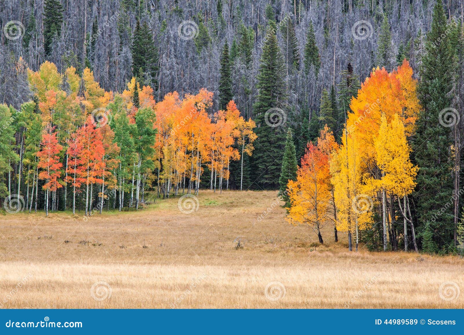 Scenic Mountain Meadow in Fall Stock Image - Image of meadow, outdoors ...