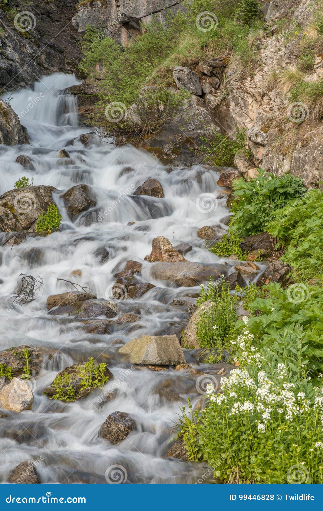 Scenic Mountain Stream stock photo. Image of nature, wildflowers - 99446828