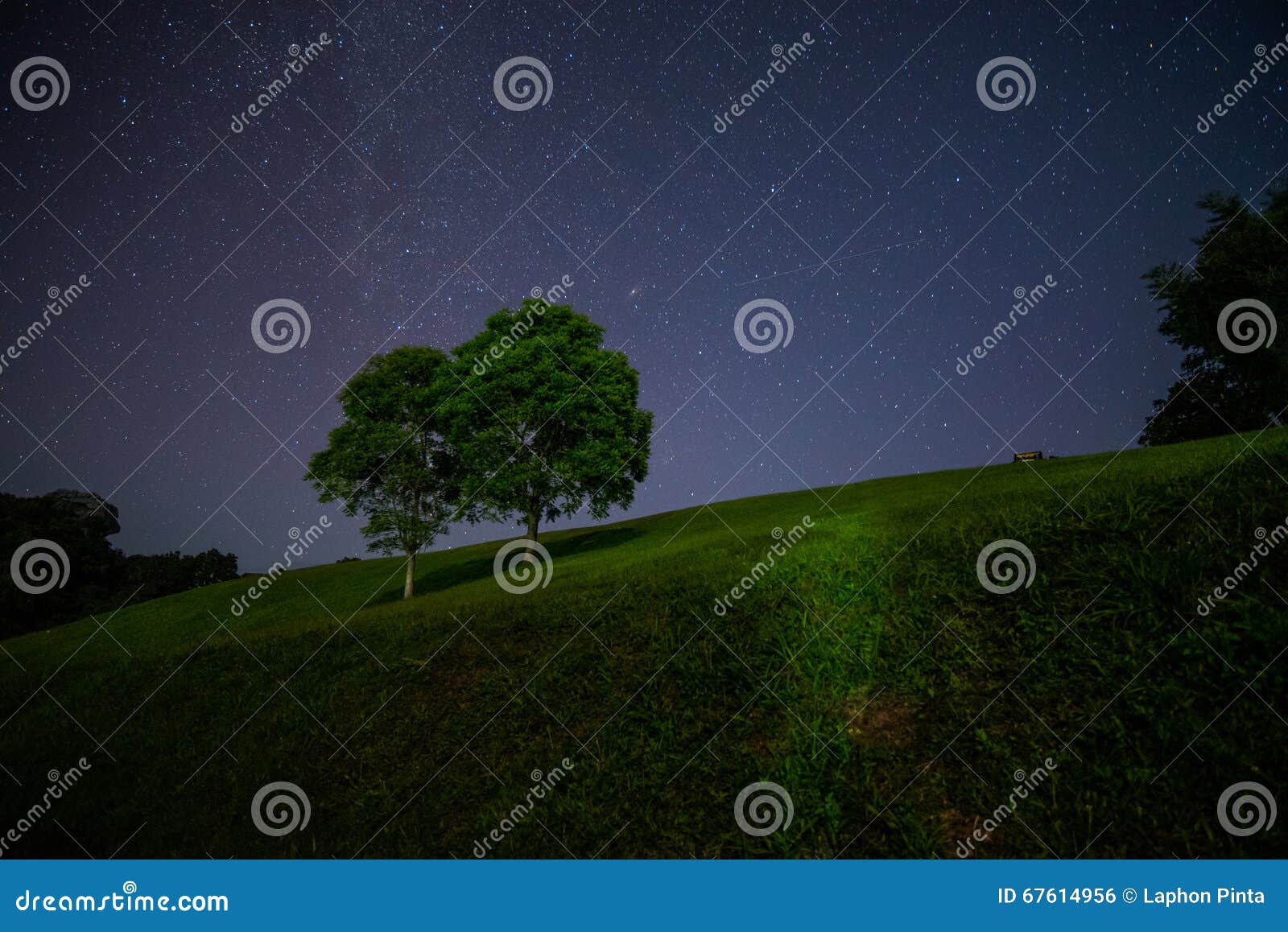 Scenic Night Landscape of Two Big Tree with Many Star Stock Photo ...