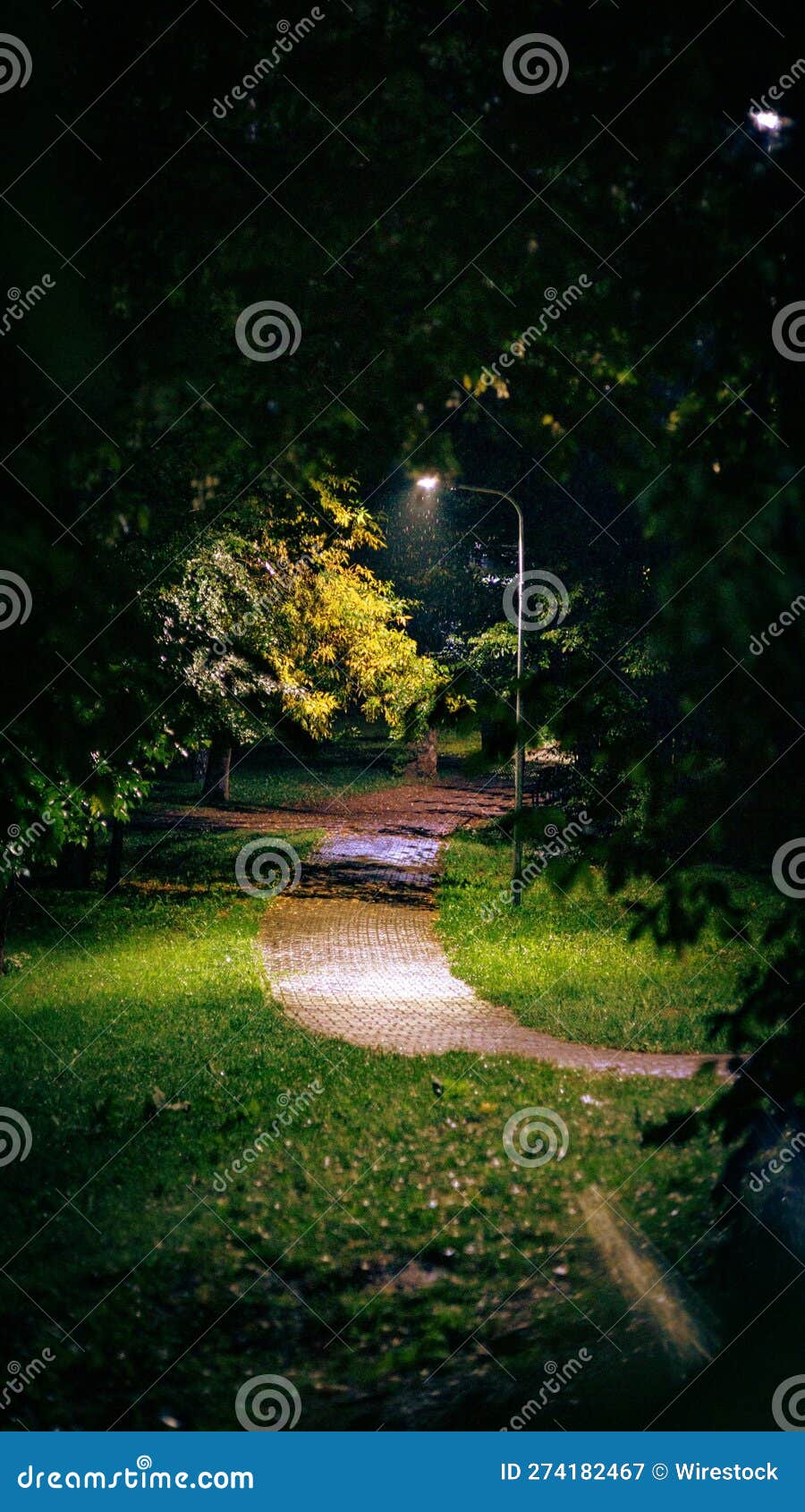 Scenic Nighttime Pathway Winds through a Mysterious Forest Park ...