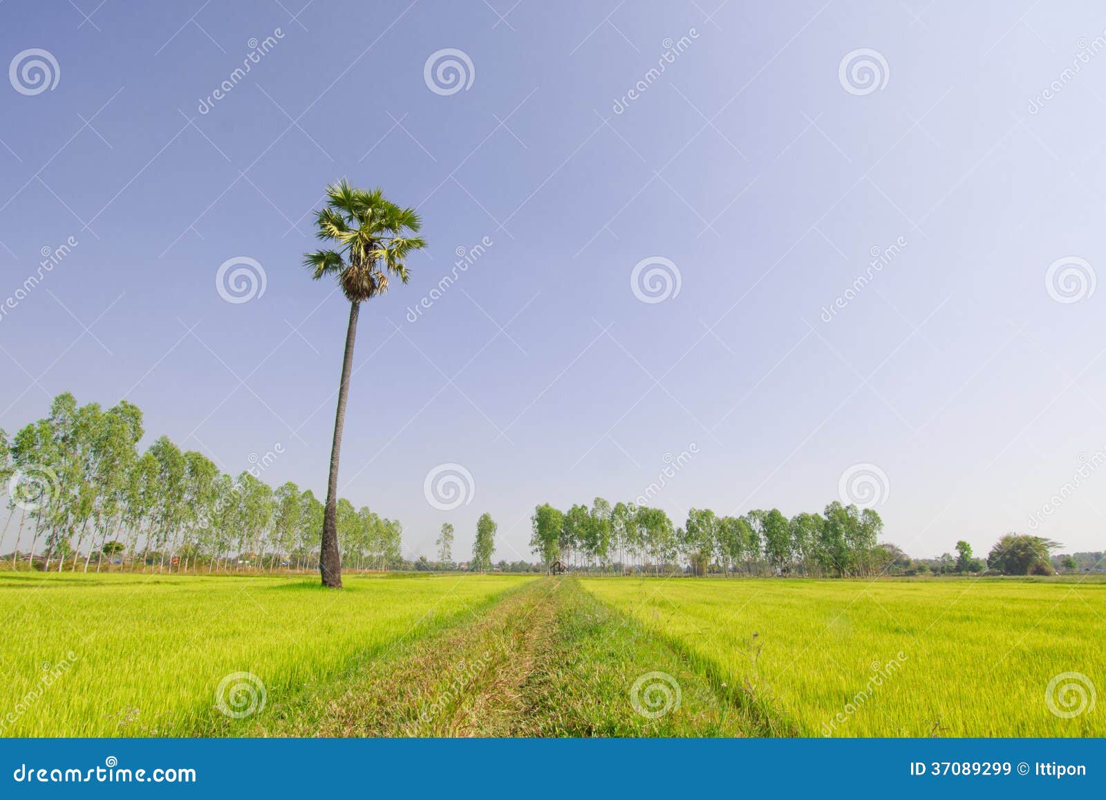 Scenic paddy field stock image. Image of outdoor, palm - 37089299