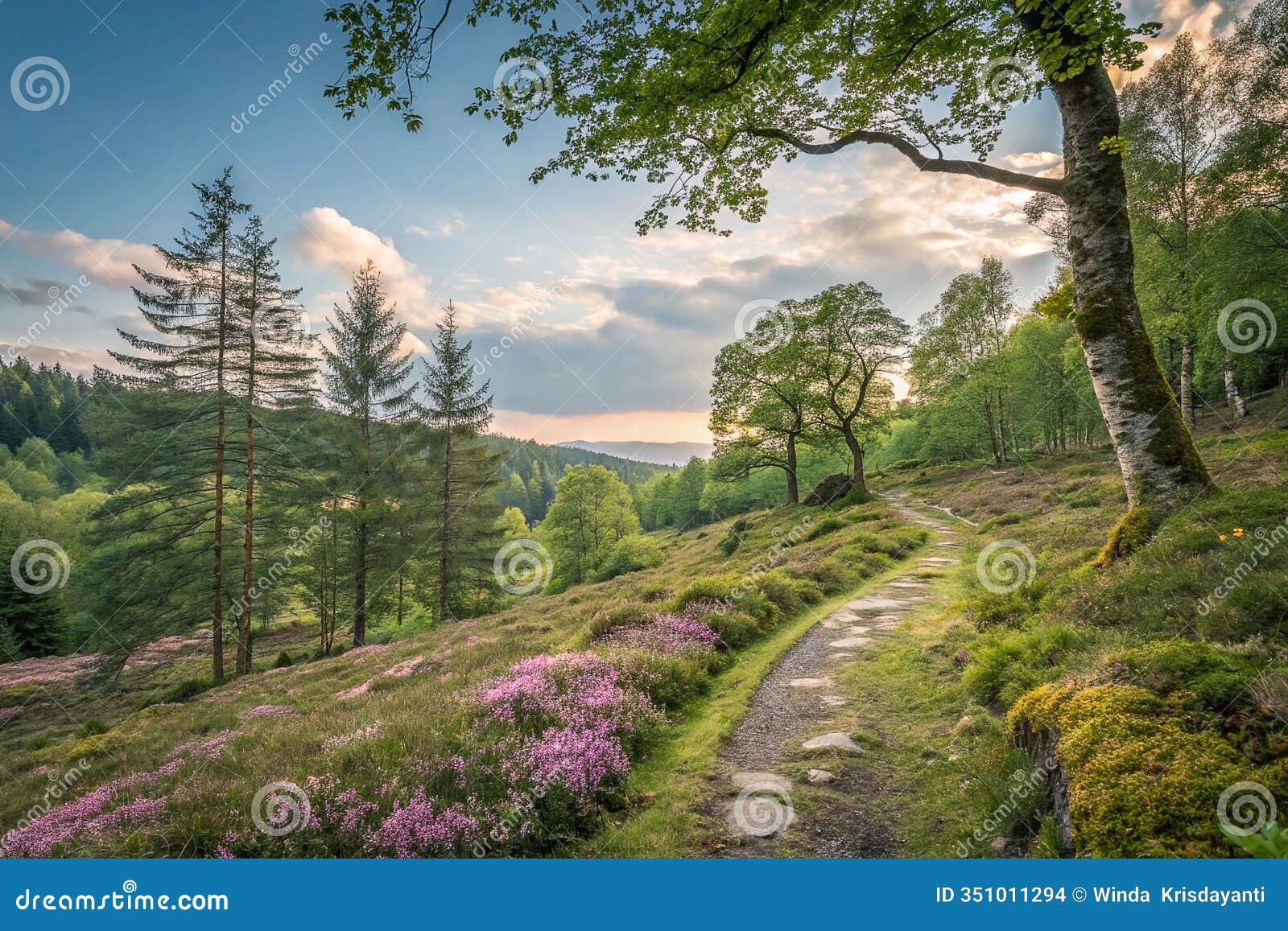 Scenic Path through Blooming Heather Landscape at Sunset Stock ...