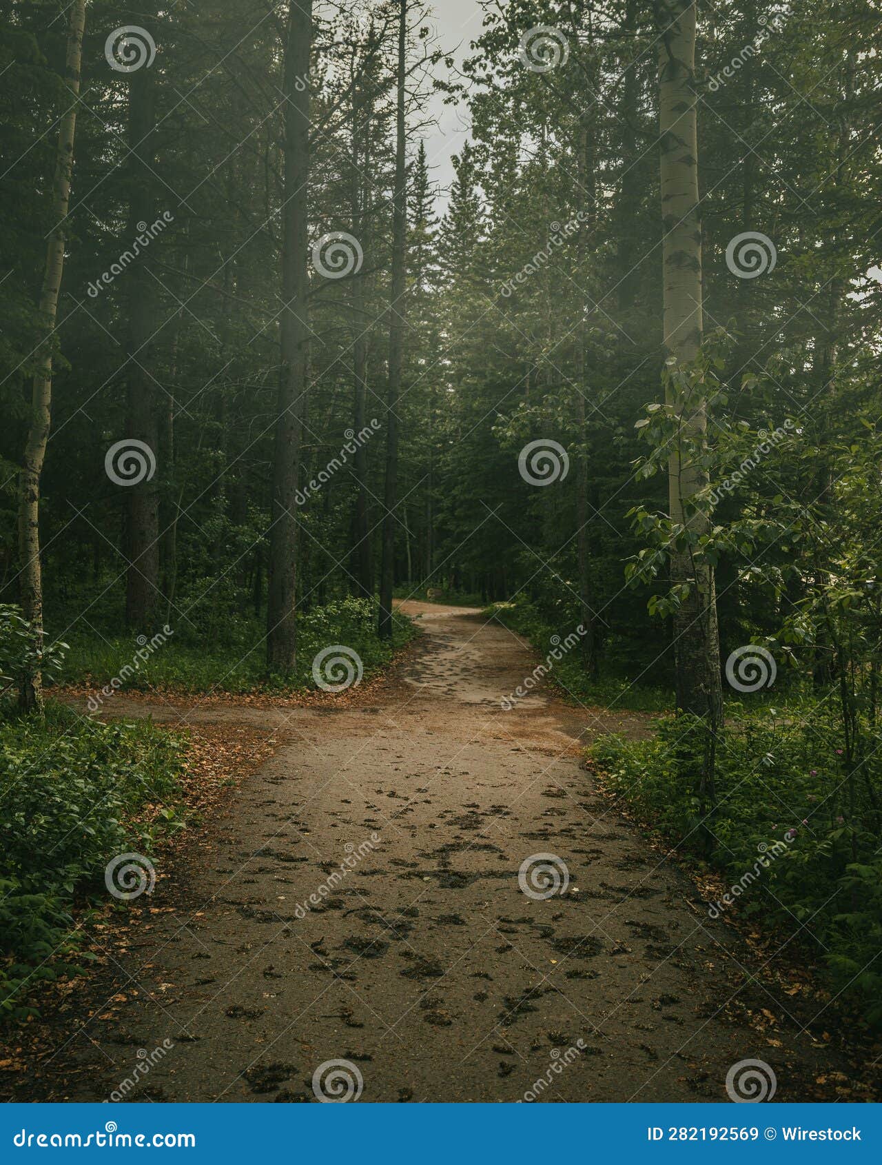 Scenic Path in a Dark Forest Illuminated by a Vibrant Ray of Sunshine ...