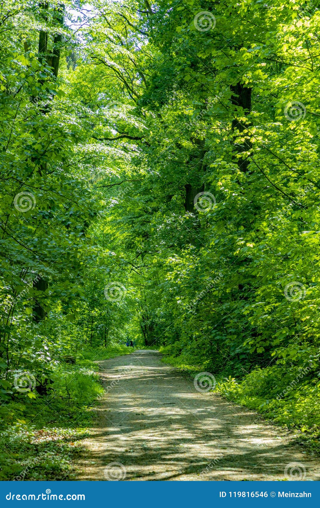 Path through Dense Forest with Green Oak Trees Stock Photo - Image of ...