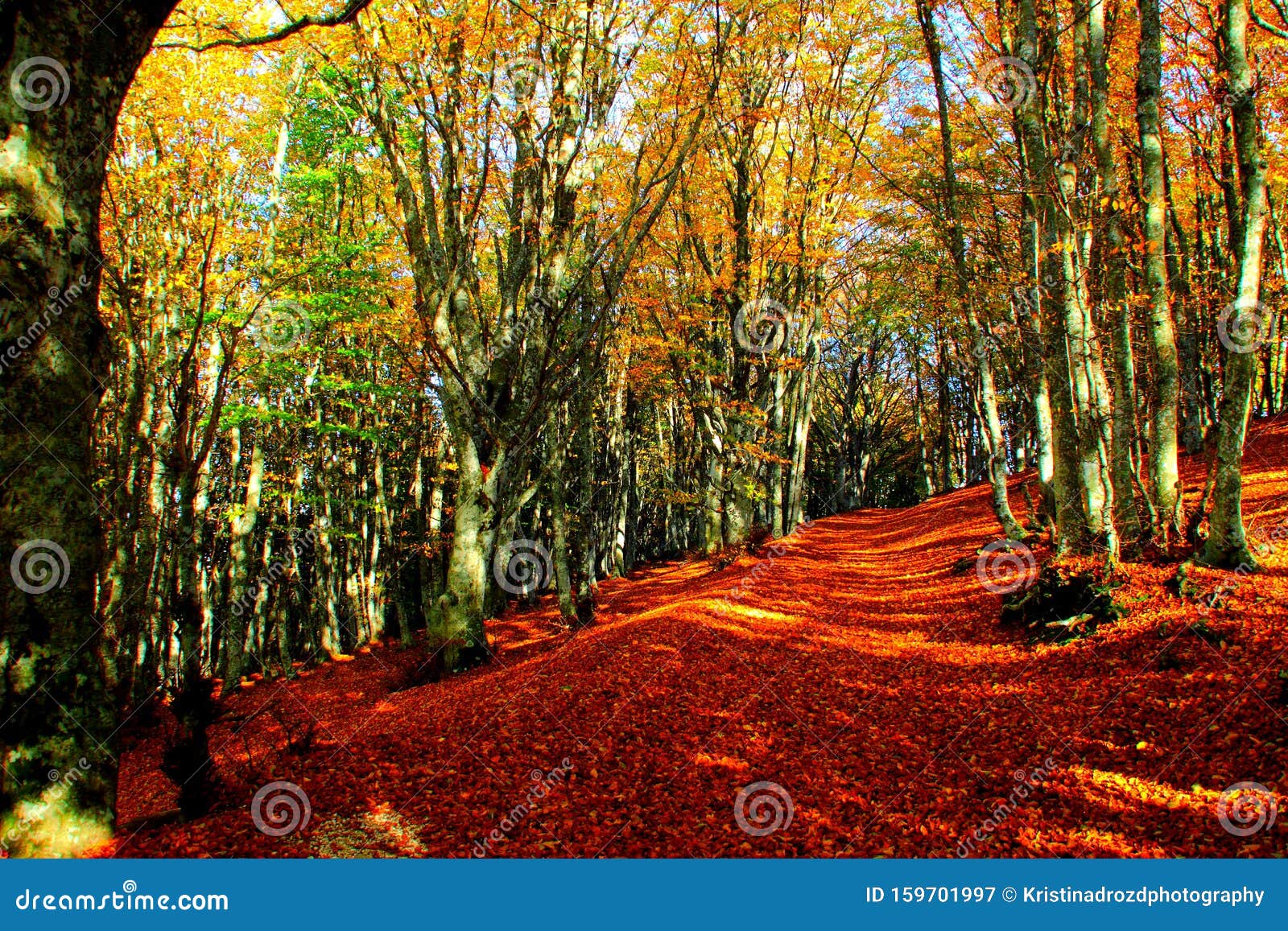 Scenic Path Covered with Autumn Foliage Passing between Beech Trees in ...