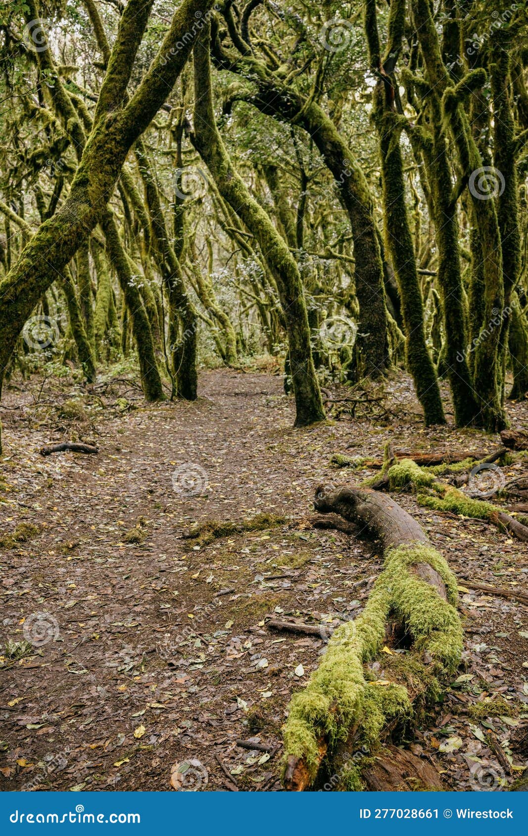 Scenic Path Surrounded by Barren Branches and Covered with a Blanket of ...