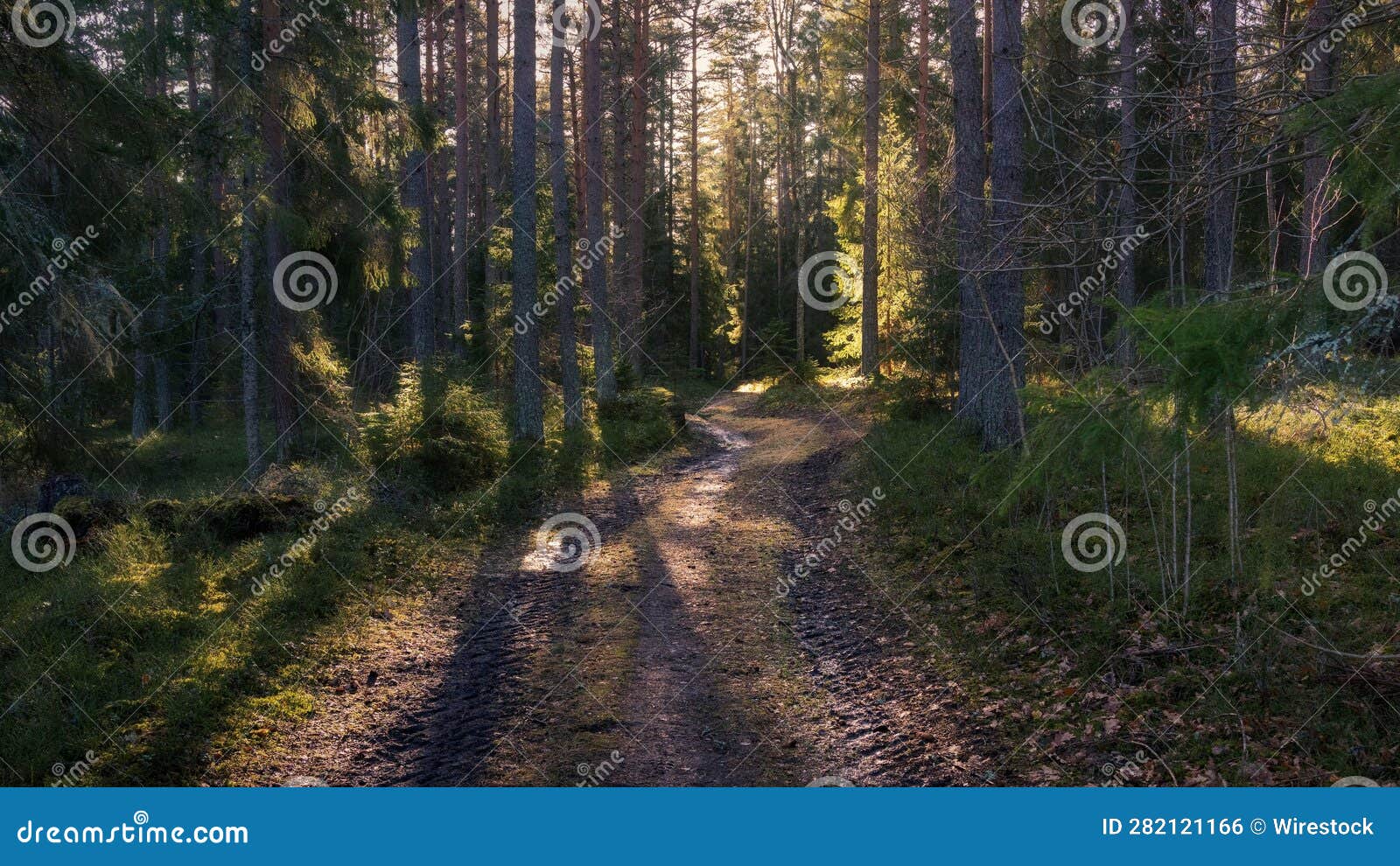 Scenic Path Winding through a Forest in Sunlight Stock Photo - Image of ...