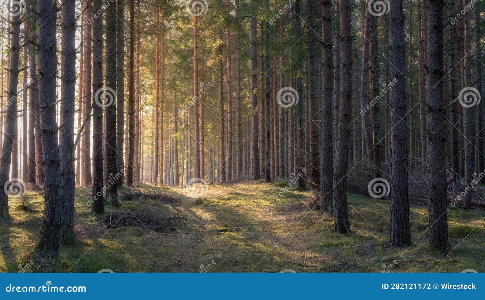 Scenic Path Winding through a Forest in Sunlight Stock Photo - Image of ...