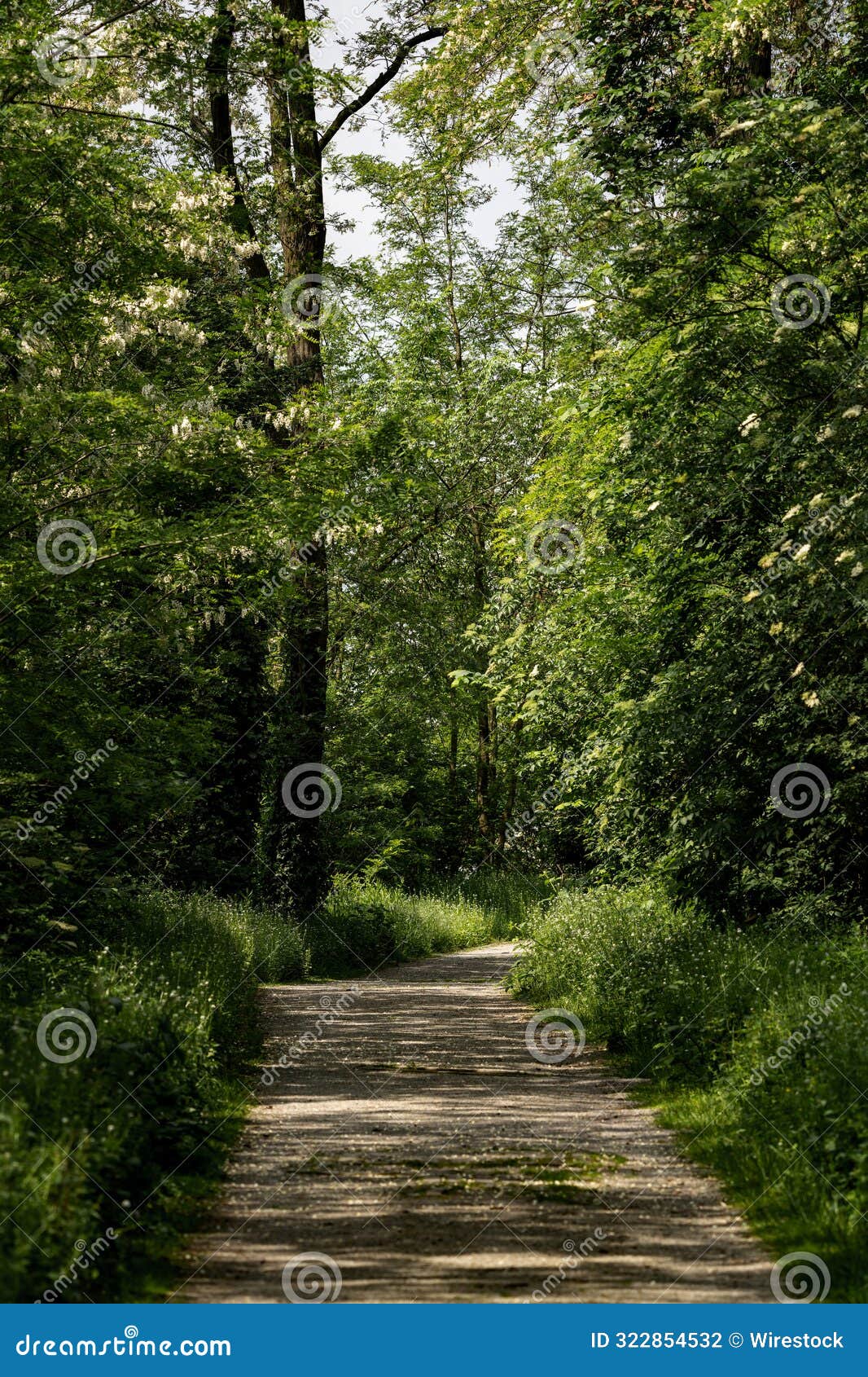 Scenic Path Winding through a Forest, Surrounded by Trees and Greenery ...