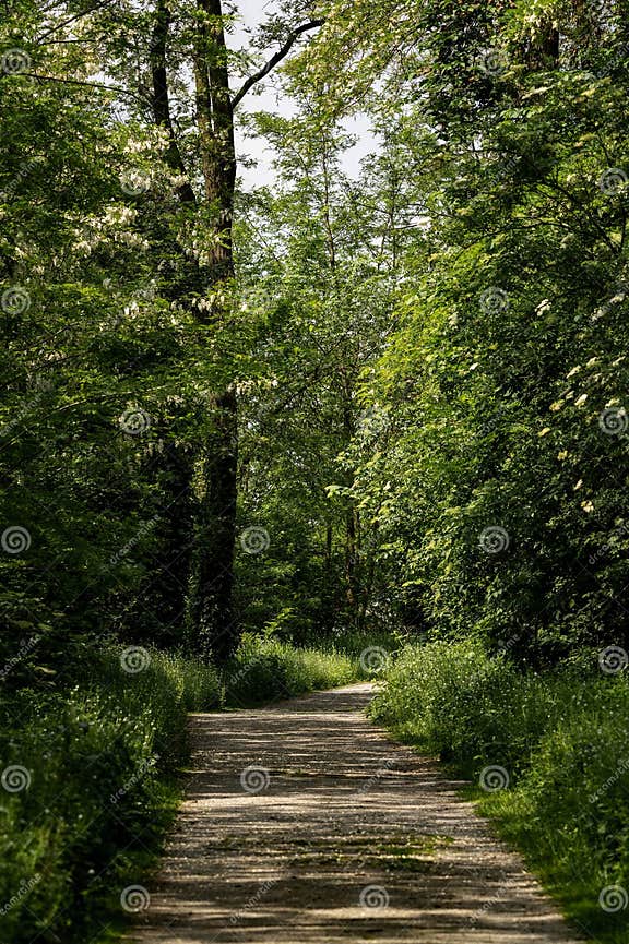 Scenic Path Winding through a Forest, Surrounded by Trees and Greenery ...