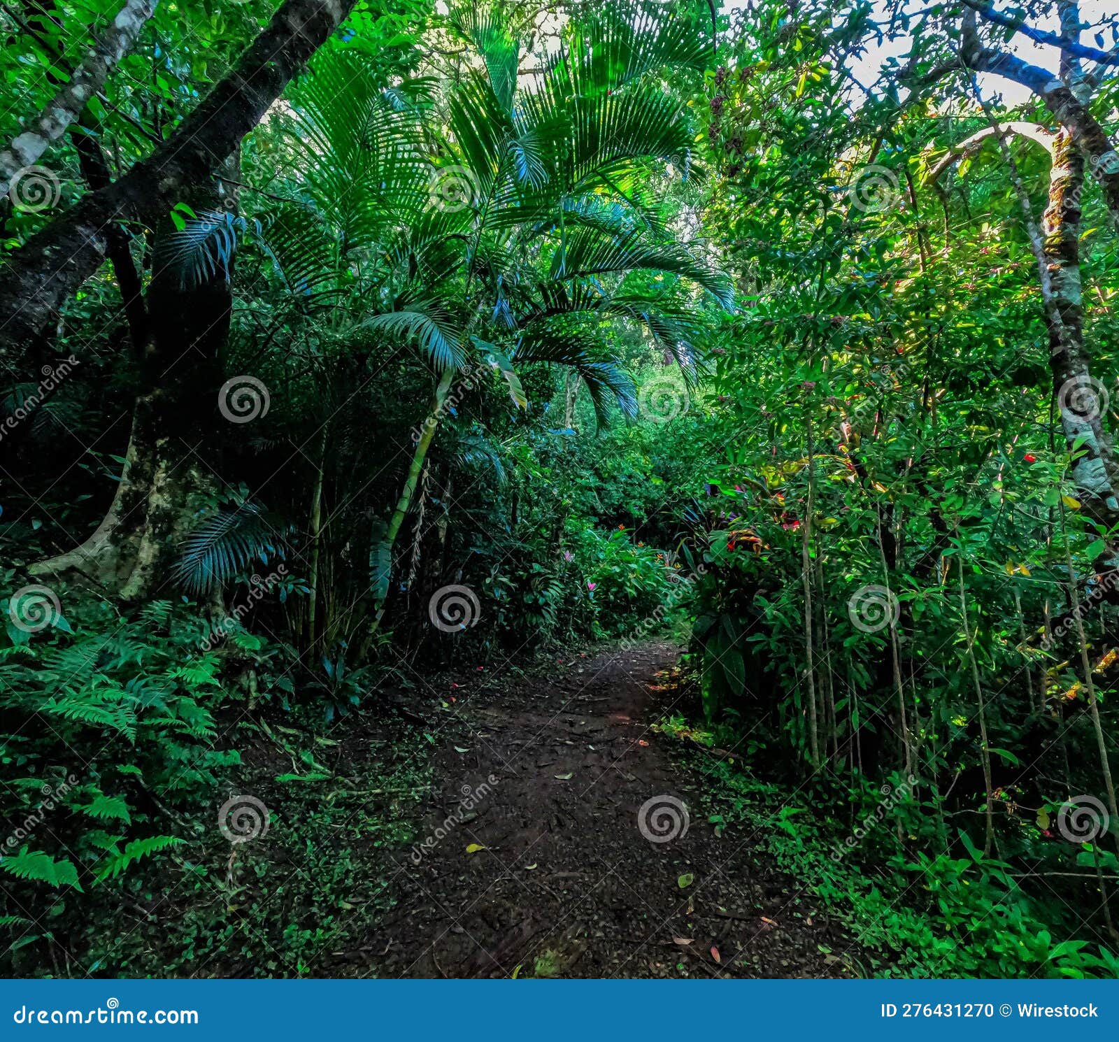 Scenic Pathway Leading through a Lush Rainforest Stock Photo - Image of ...