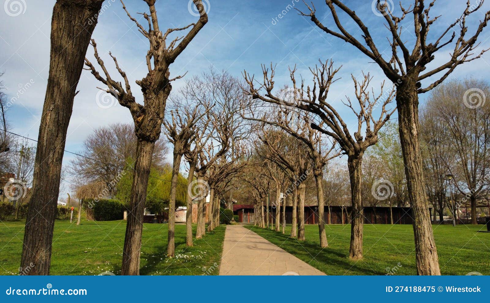 An Image of a Pathway that Has Trees on it S Sides Stock Image - Image ...