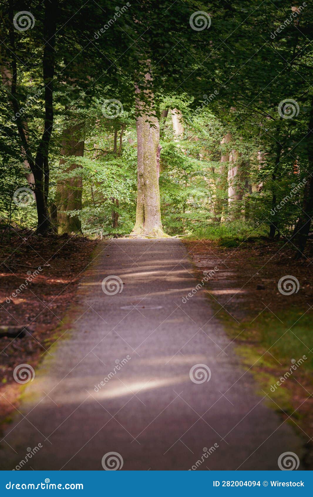 Scenic Pathway in a Lush Forest with an Earthen Floor and Towering ...