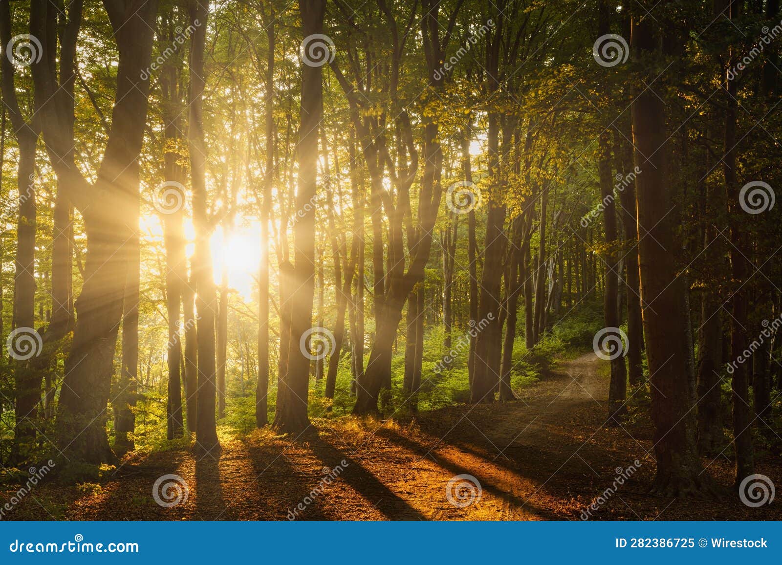 Scenic Pathway in a Lush Forest, Illuminated by Bright Rays of Sunshine ...