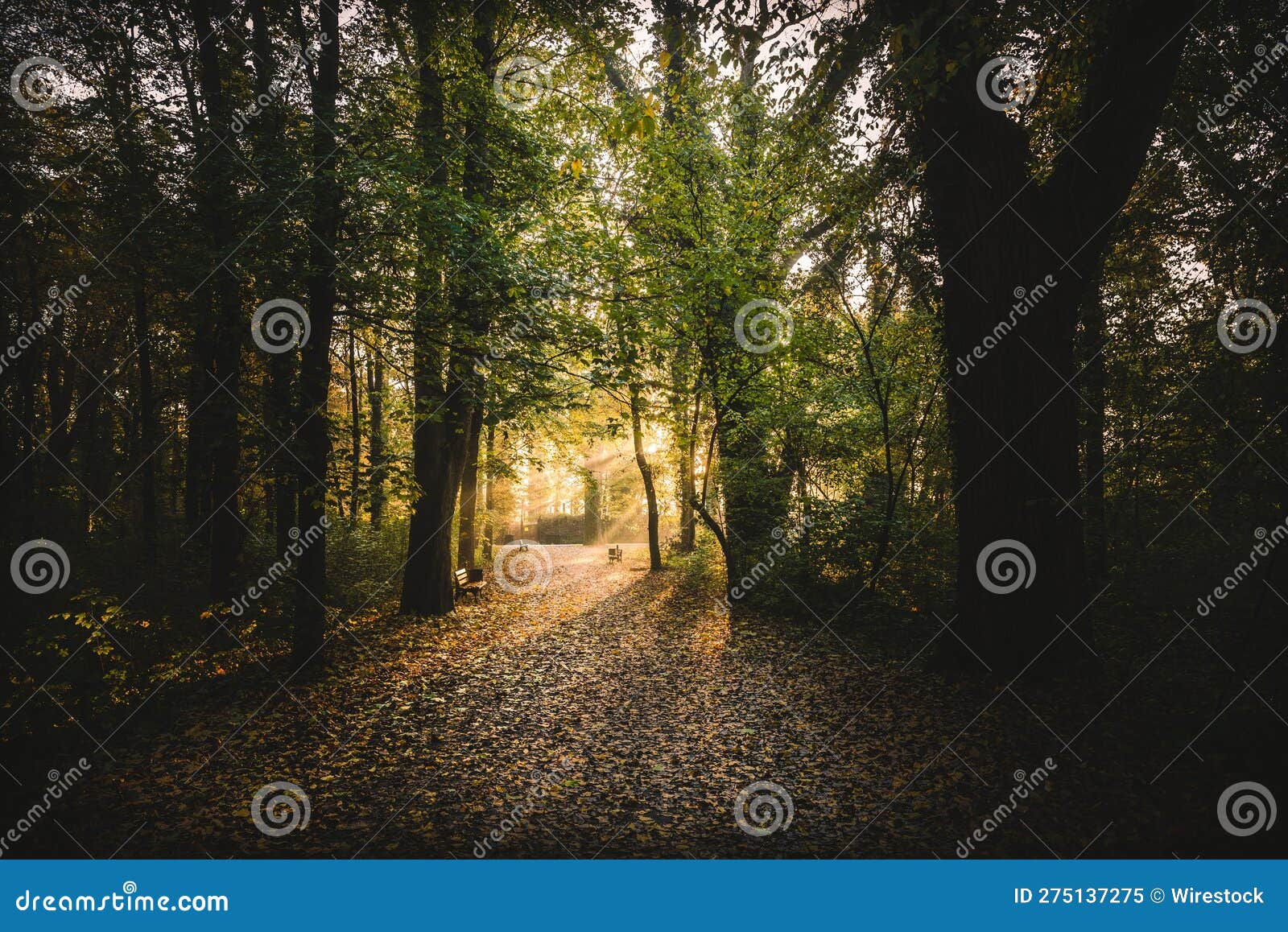 Scenic Pathway through a Lush Forest, Illuminated by Golden Rays of the ...