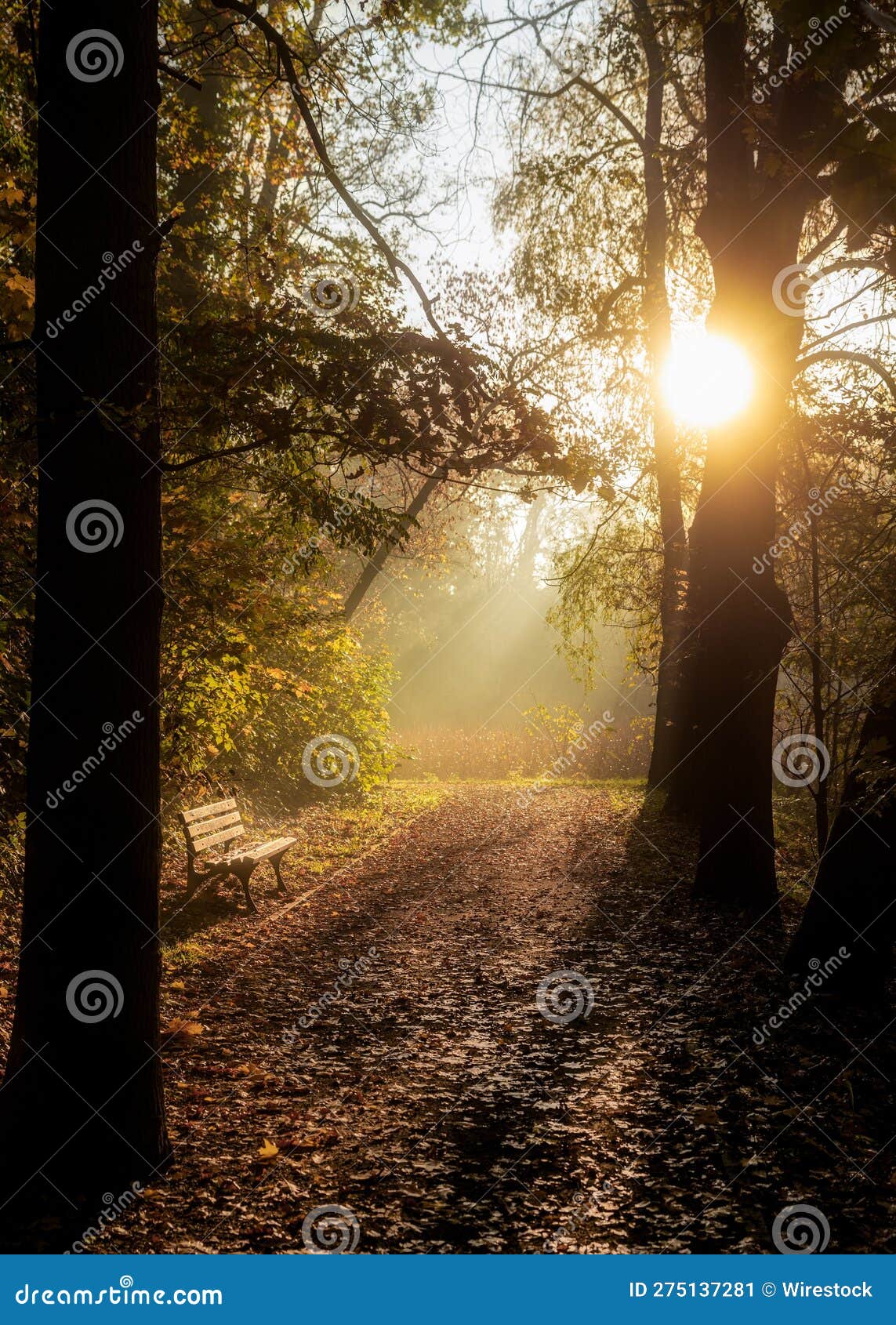 Scenic Pathway through a Lush Forest, Illuminated by Golden Rays of the ...