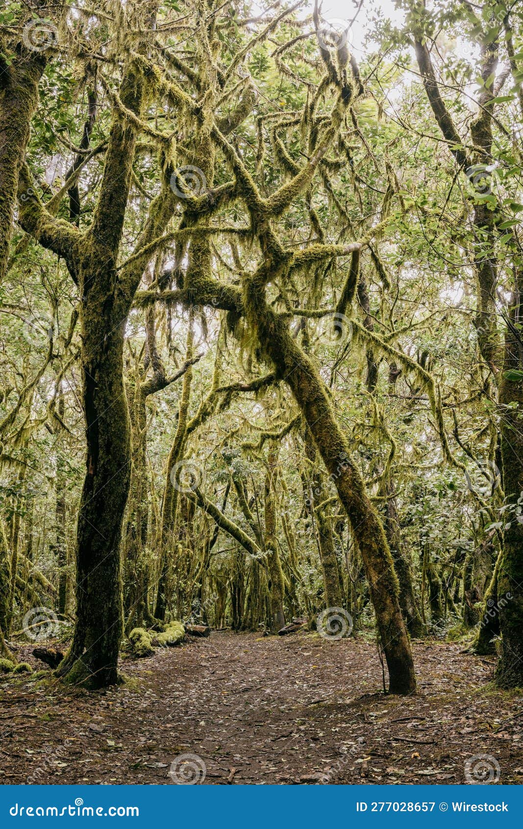 Scenic Pathway in a Lush Forest Lined with Trees, Covered in Vibrant ...