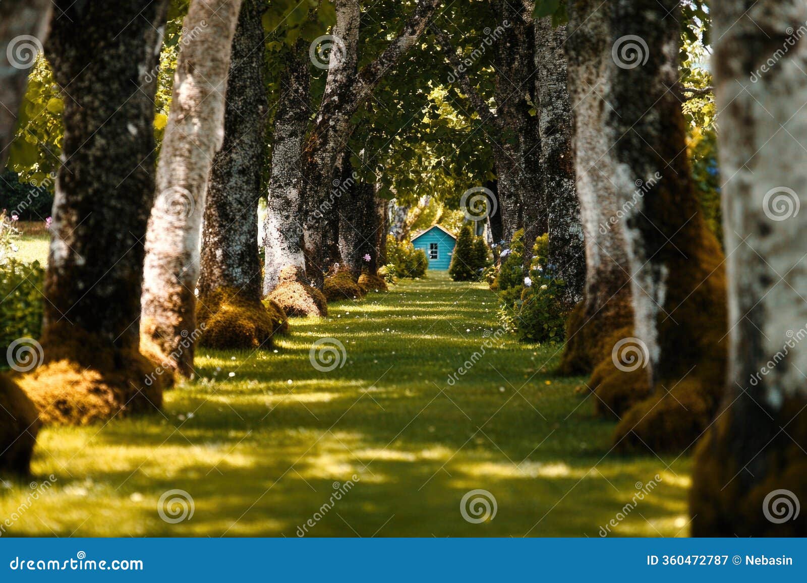Scenic Pathway of Moss-covered Trees Leading To Small Blue House Stock ...