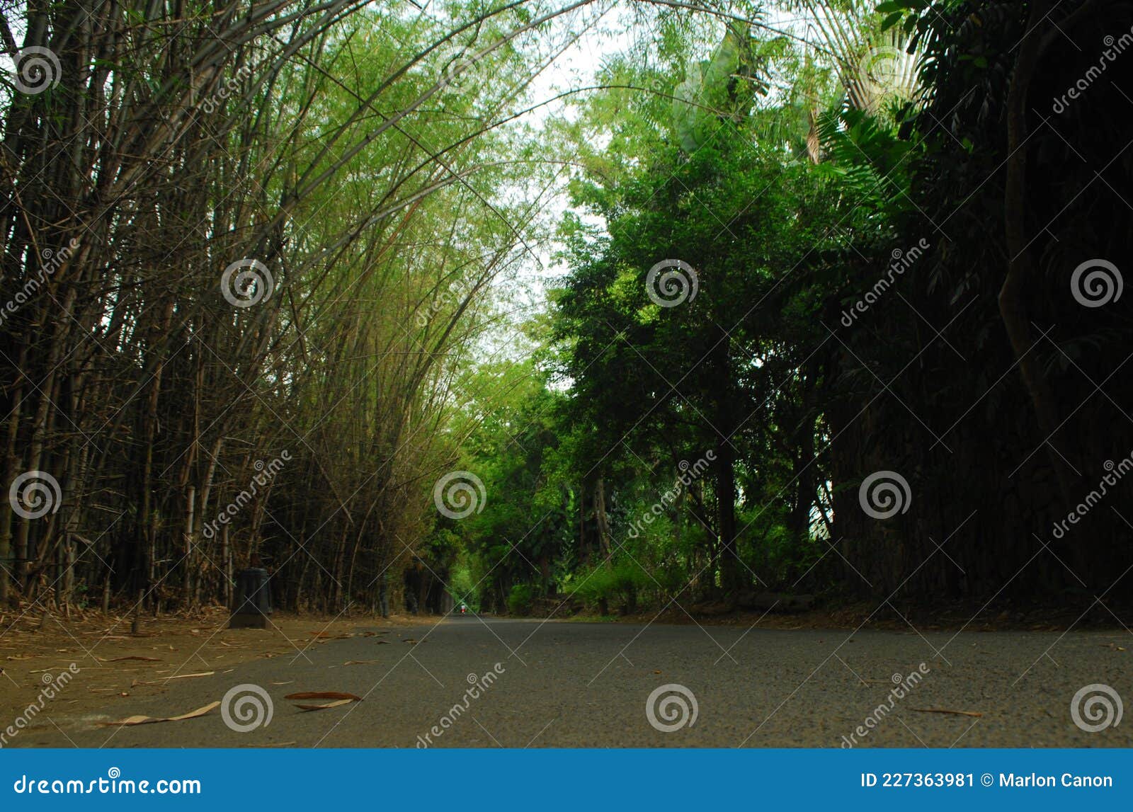 Scenic pathway stock image. Image of path, garden, woods - 227363981