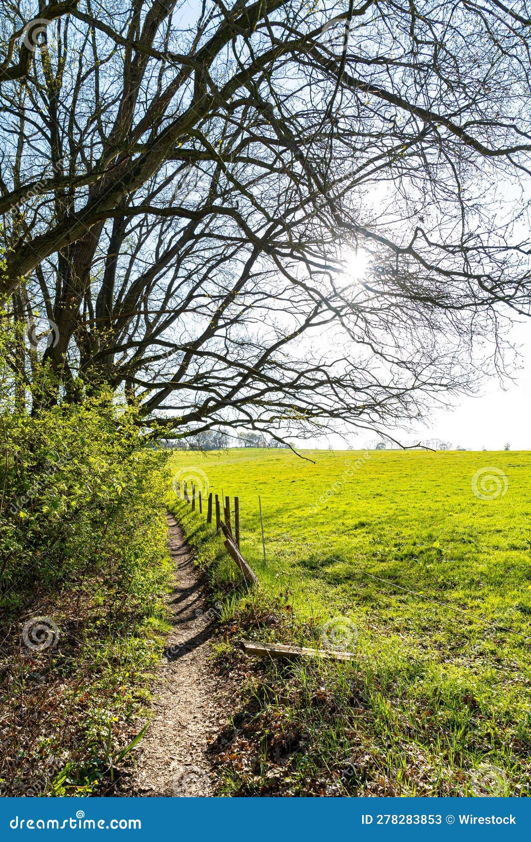 Scenic Pathway Surrounded by Shrubbery and Vibrant Greenery. Stock ...