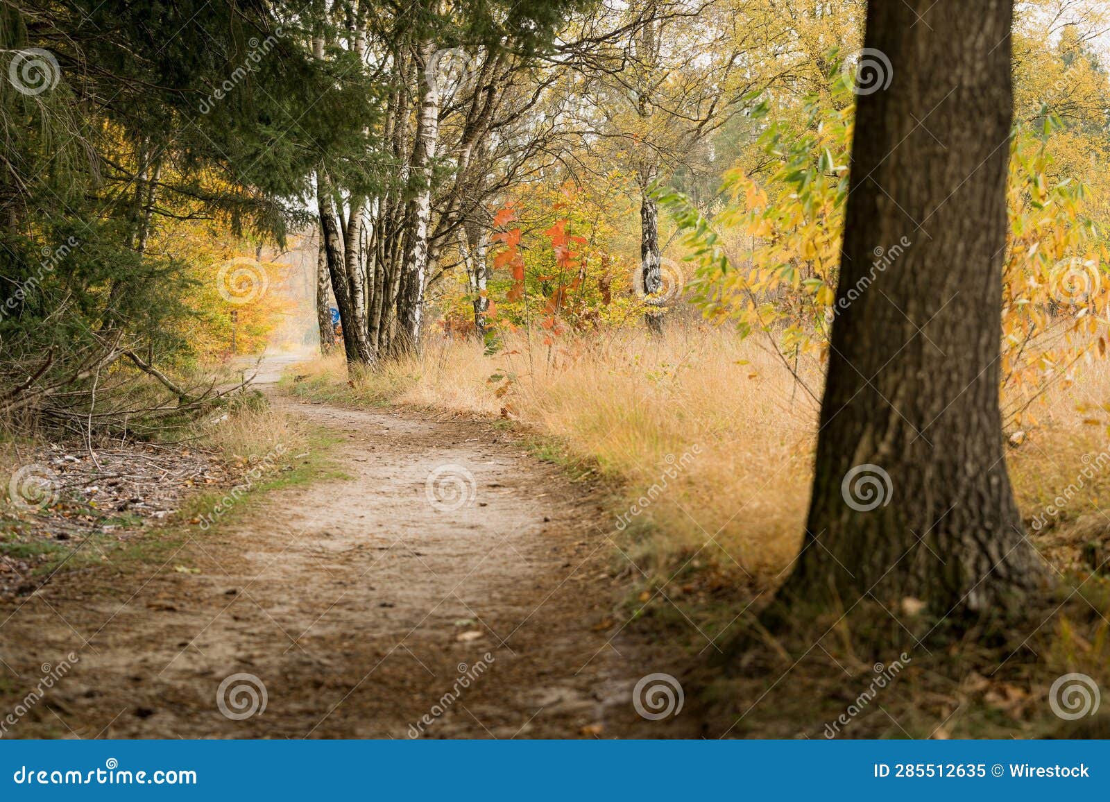 Scenic Pathway with Trees on Either Side, Illuminated by the Warm ...