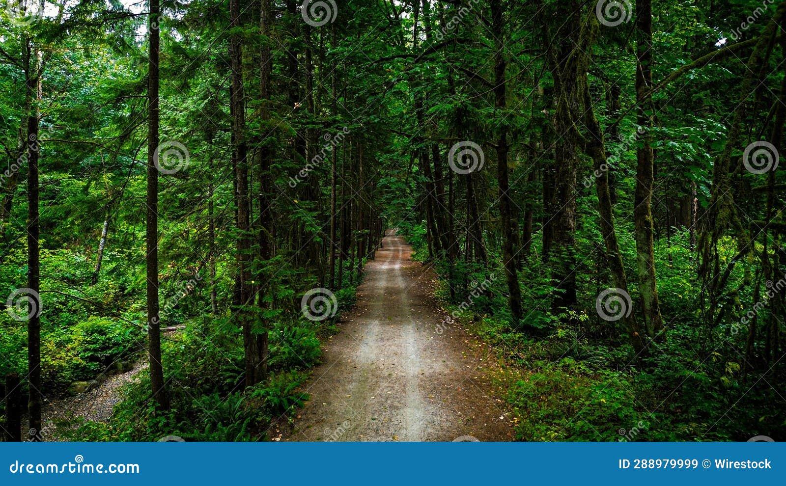 A Long Pathway Going through a Forest Filled with Green Trees Stock ...