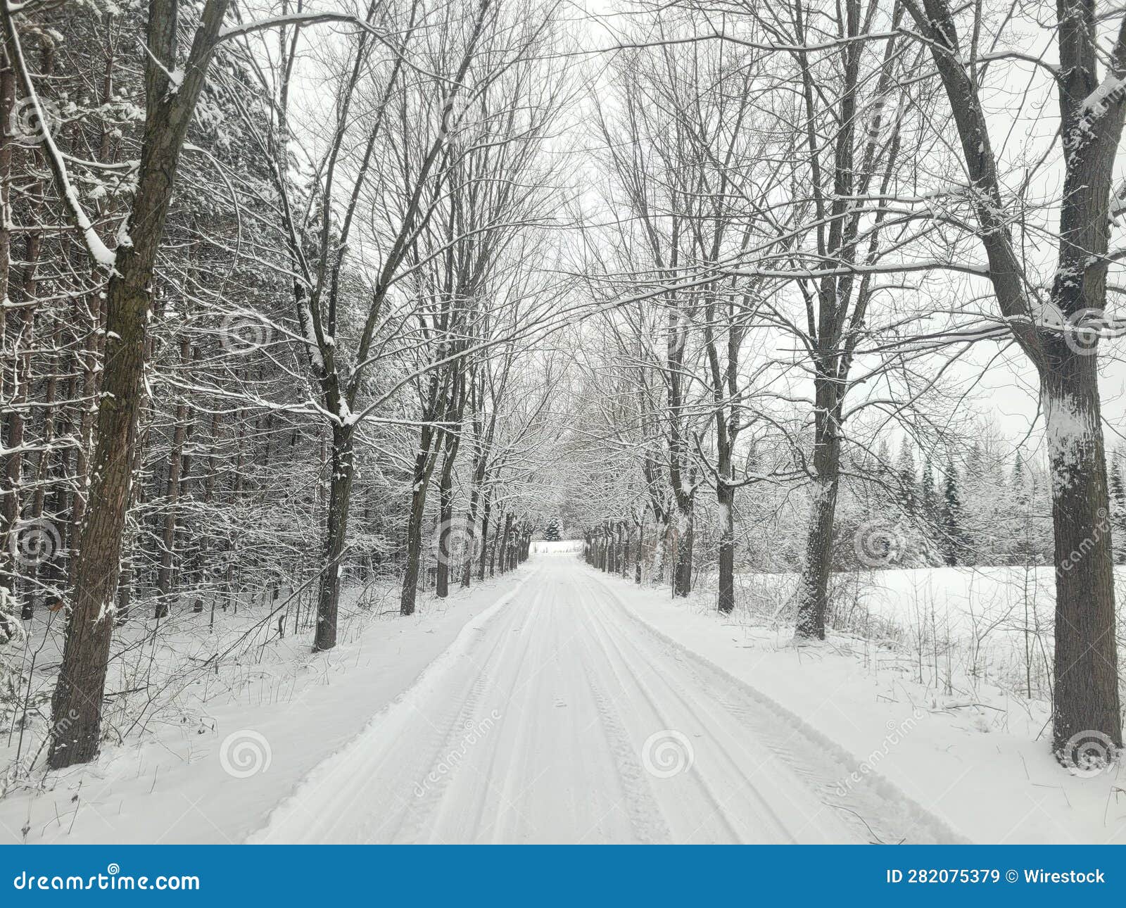 Scenic Pathway Winds Its Way through a Pristine Winter-time Forest ...