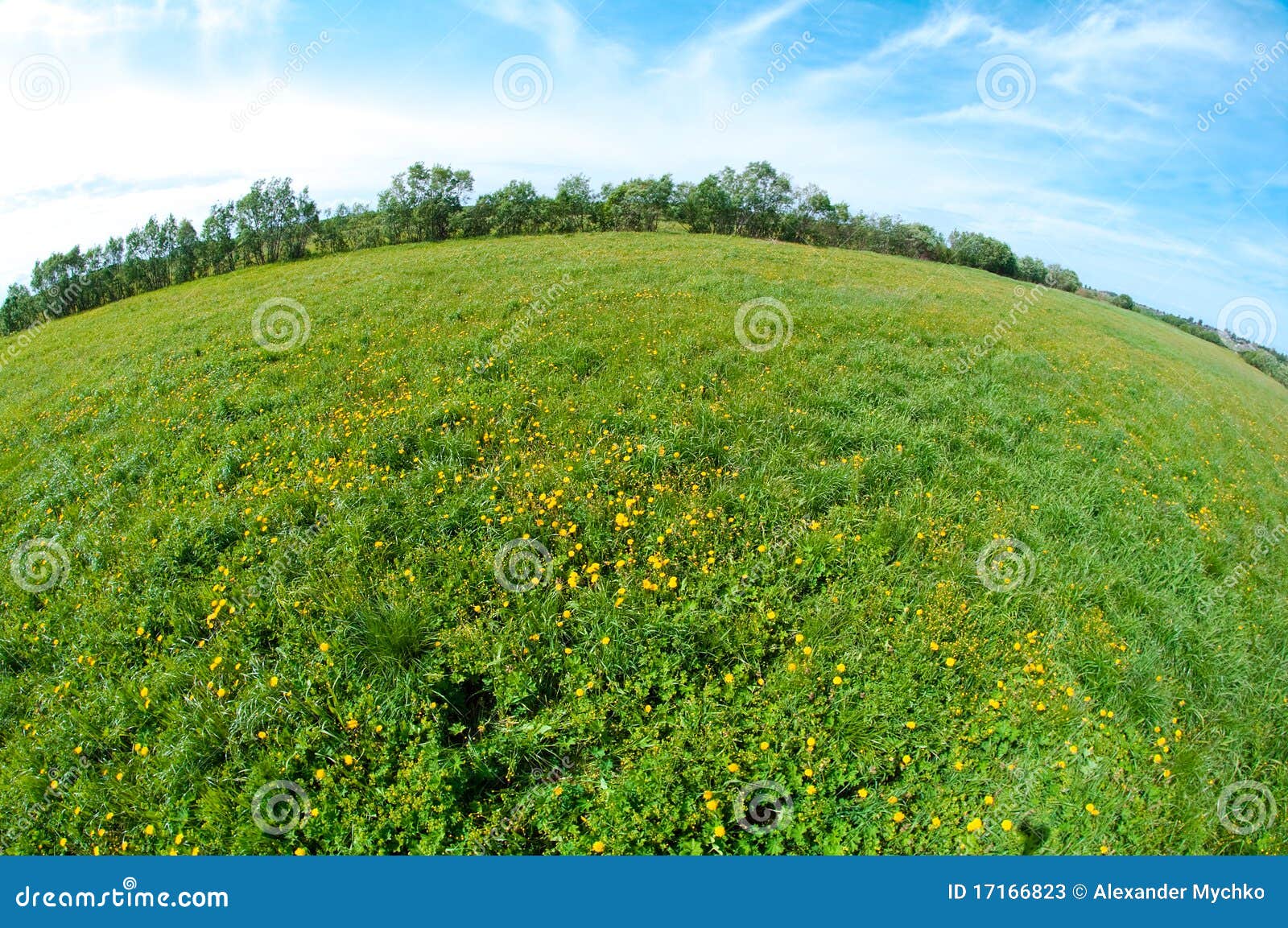Scenic picture of a meadow stock image. Image of dandelions - 17166823