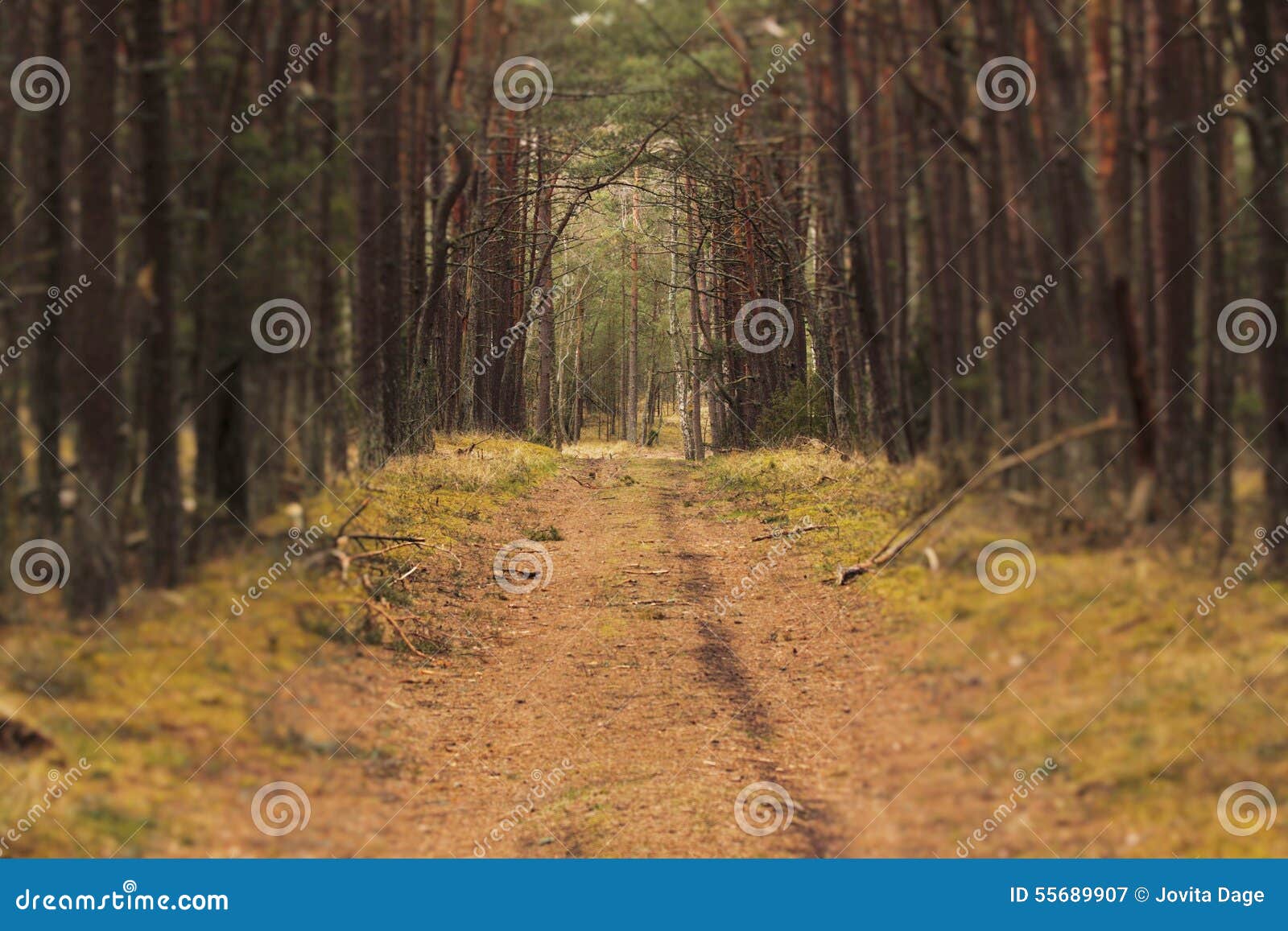 Scenic pine forest path stock image. Image of road, preila - 55689907