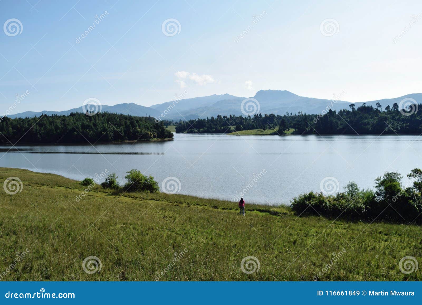Ragia forest, Kenya stock image. Image of ragia, kenya - 116661849