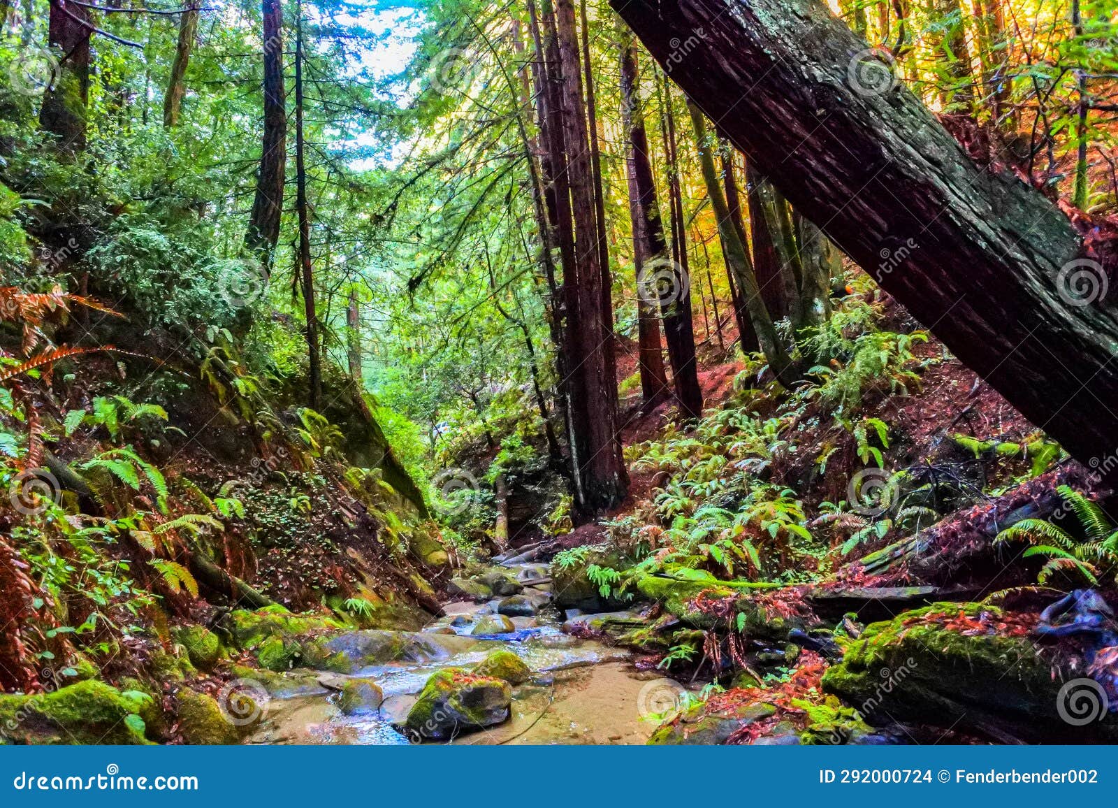 Scenic Redwood Forest Ravine with Gentle Water Stock Photo - Image of ...